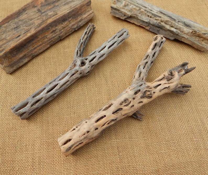 Large Cholla Cactus Wood / NM Desert Cholla Wood Naturally - Etsy