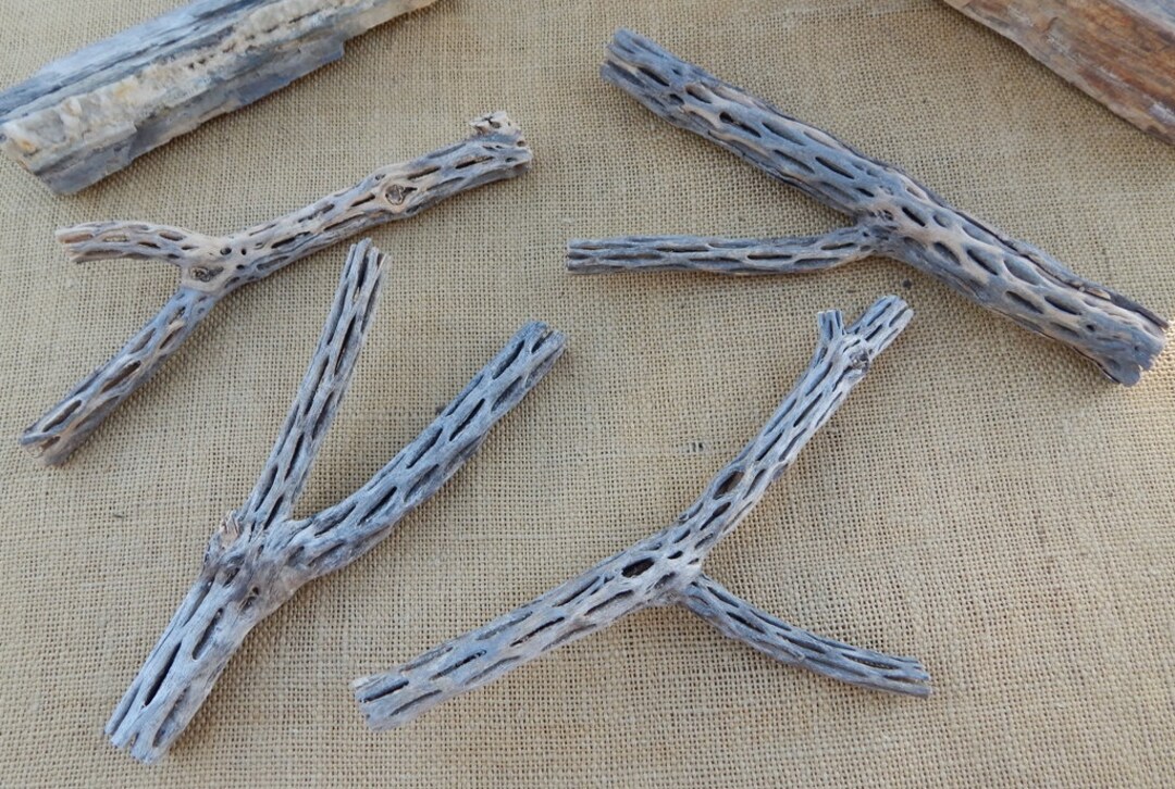 Cholla Cactus Wood / NM Desert Cholla Wood Naturally Aged / 4 Pieces ...