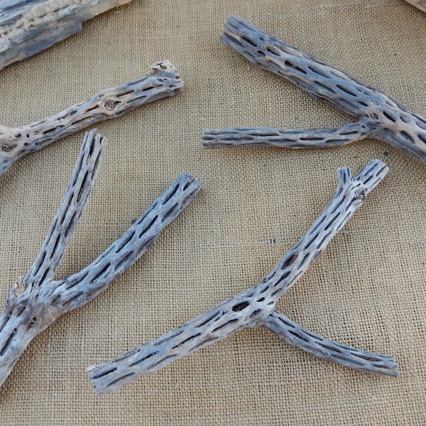 Cholla Cactus - Etsy