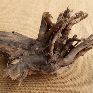 2 Large Cholla Cactus Wood Root Formation / NM Desert Cholla Wood ...