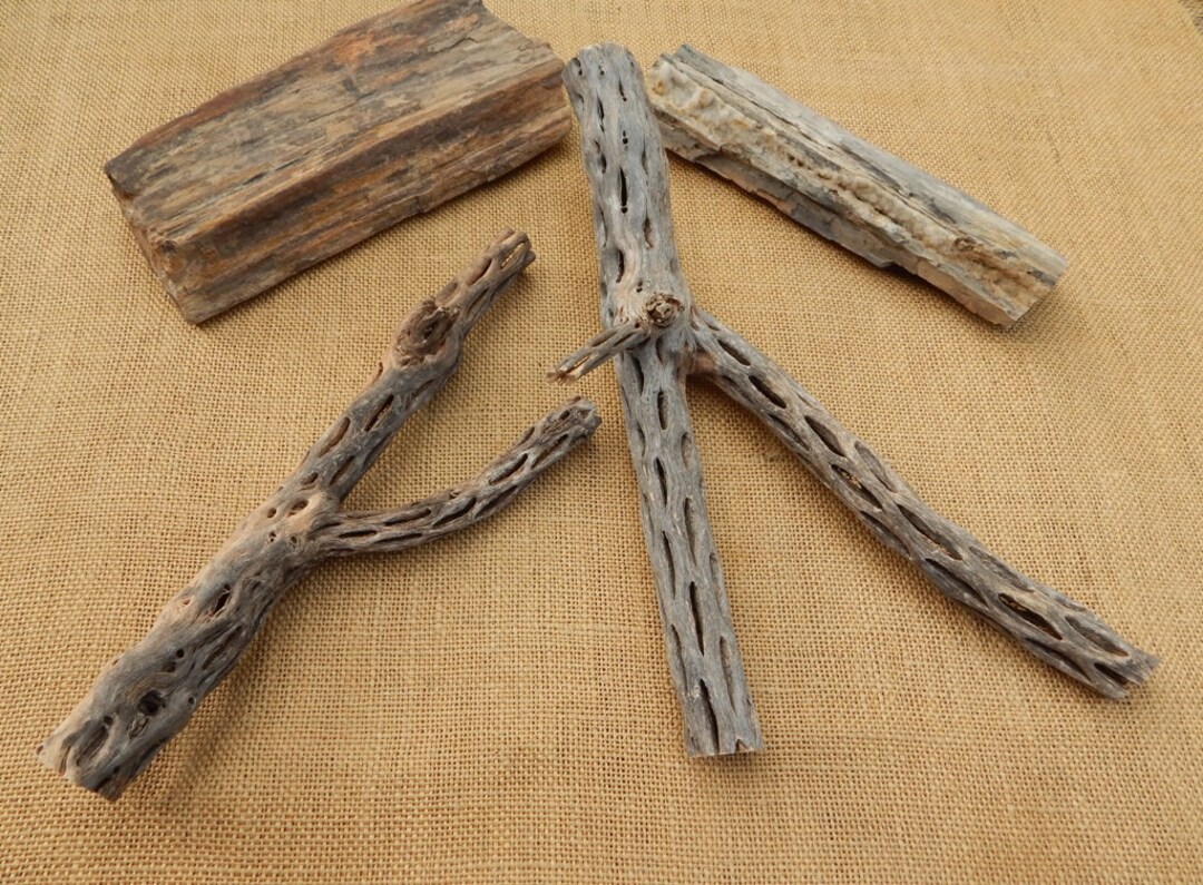 Large Cholla Cactus Wood / NM Desert Cholla Wood Naturally Aged / 2 ...
