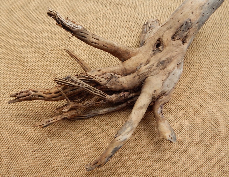 Large Cholla Cactus Wood Root Formation / NM Desert Cholla - Etsy