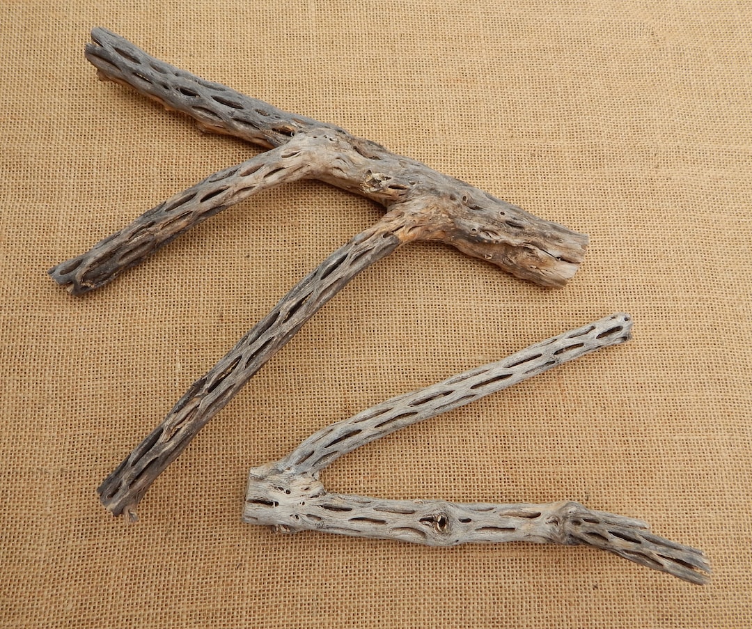 Cholla Cactus Wood / NM Desert Cholla Wood Naturally Aged / 2 Pieces ...
