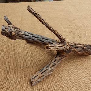 Cholla Cactus Wood / Rare Size and Shape / NM Desert Cholla Wood ...
