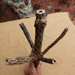 Cholla Cactus Wood / Rare Size and Shape / NM Desert Cholla Wood ...