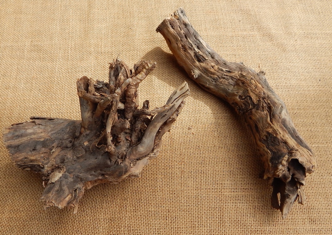 2 Large Cholla Cactus Wood Root Formation / NM Desert Cholla Wood ...