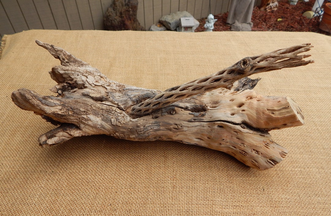 RARE Exceptional Cholla Cactus Wood / Extra Large Extra Thick Piece 3 ...