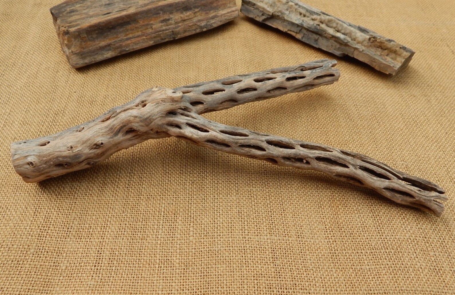 Large Cholla Cactus Wood / NM Desert Cholla Wood Naturally Aged / 2 ...