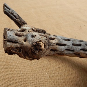 Cholla Cactus Wood / Rare Size and Shape / NM Desert Cholla Wood ...