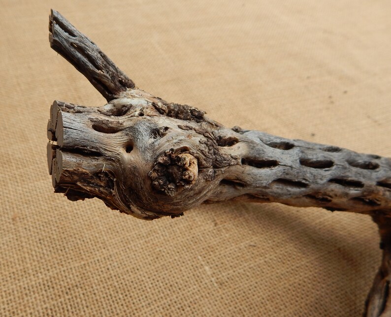 Cholla Cactus Wood / Rare Size and Shape / NM Desert Cholla Wood ...