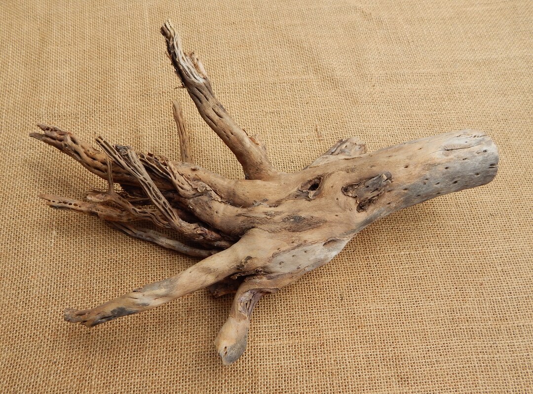 Large Cholla Cactus Wood Root Formation / NM Desert Cholla Wood ...
