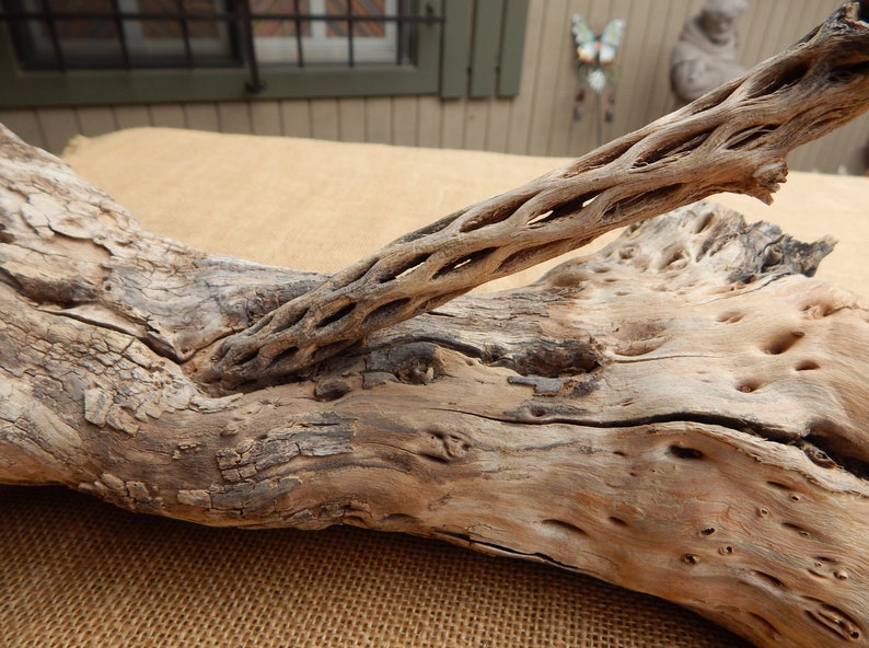 RARE Exceptional Cholla Cactus Wood / Extra Large Extra Thick Piece 3 ...