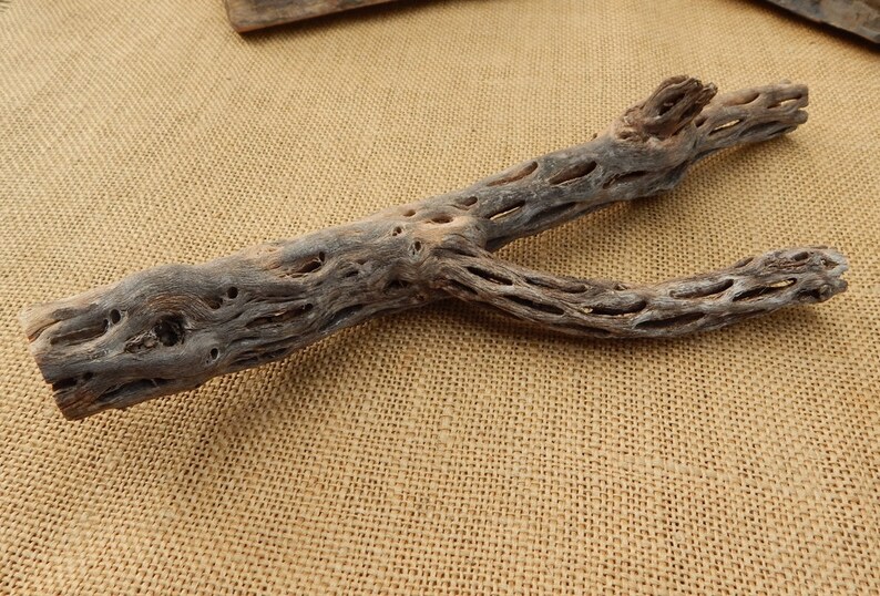 Large Cholla Cactus Wood / NM Desert Cholla Wood Naturally Aged / 2 ...