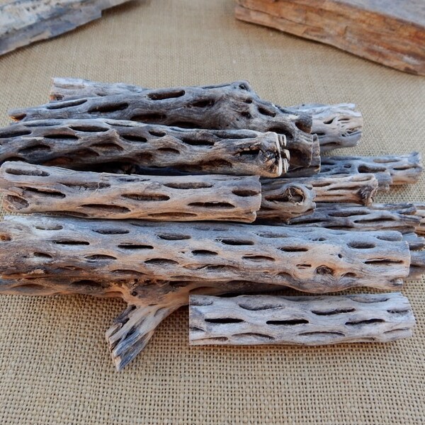 Cholla Wood - Etsy
