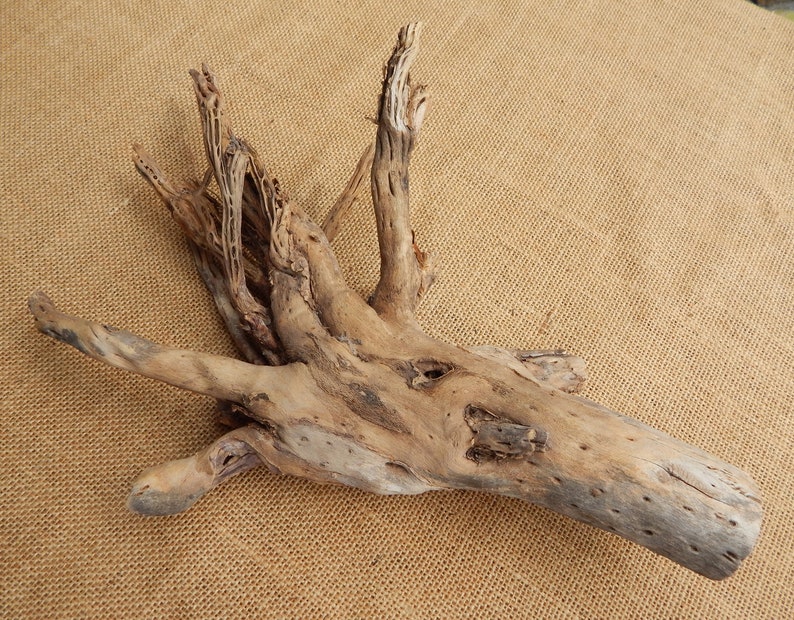 Large Cholla Cactus Wood Root Formation / NM Desert Cholla - Etsy