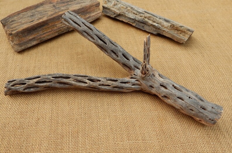Large Cholla Cactus Wood / NM Desert Cholla Wood Naturally Aged / 2 ...
