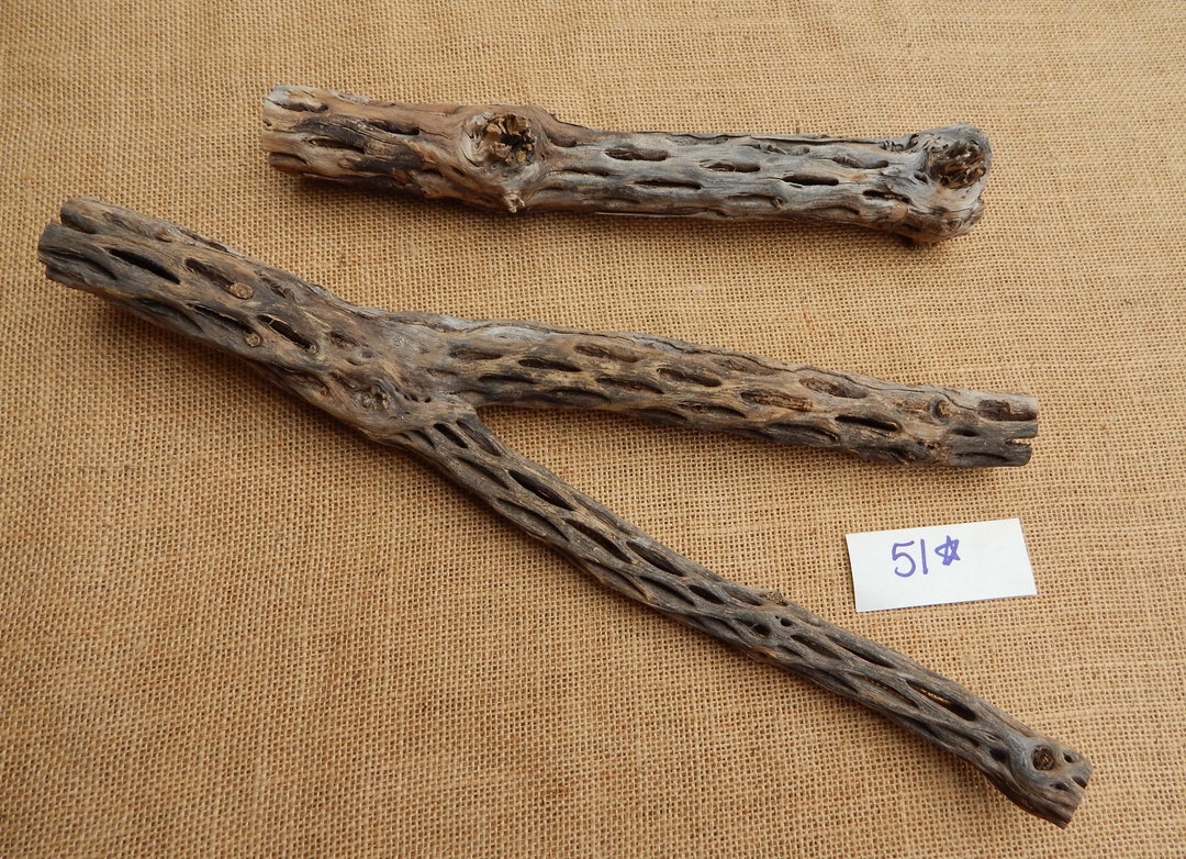 Large Cholla Cactus Wood / NM Desert Cholla Wood Naturally Aged / 2 ...