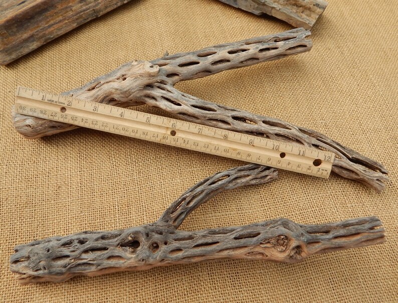 Large Cholla Cactus Wood / NM Desert Cholla Wood Naturally Aged / 2 ...