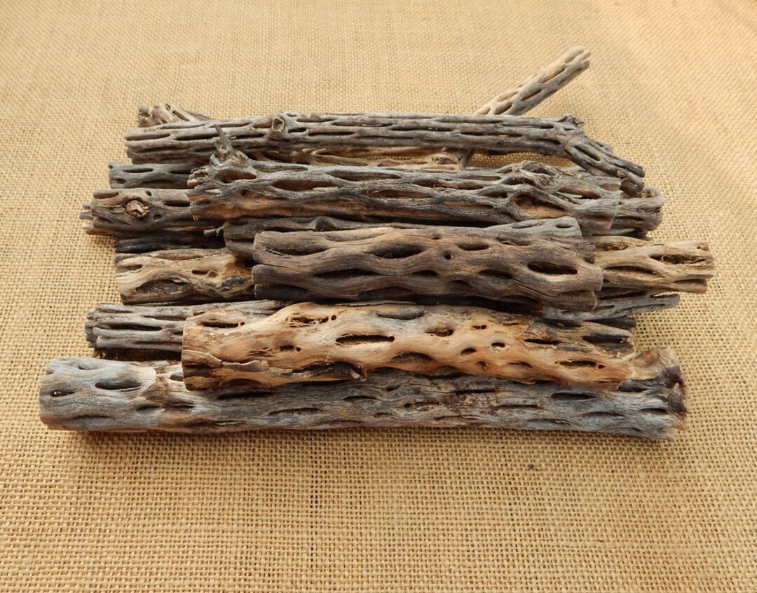 Cholla Cactus Wood / NM Desert Cholla Wood Naturally Aged / 15 Pieces ...