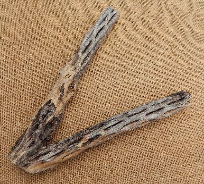 Cholla Cactus Wood / Rare Size and Shape / NM Desert Cholla Wood ...