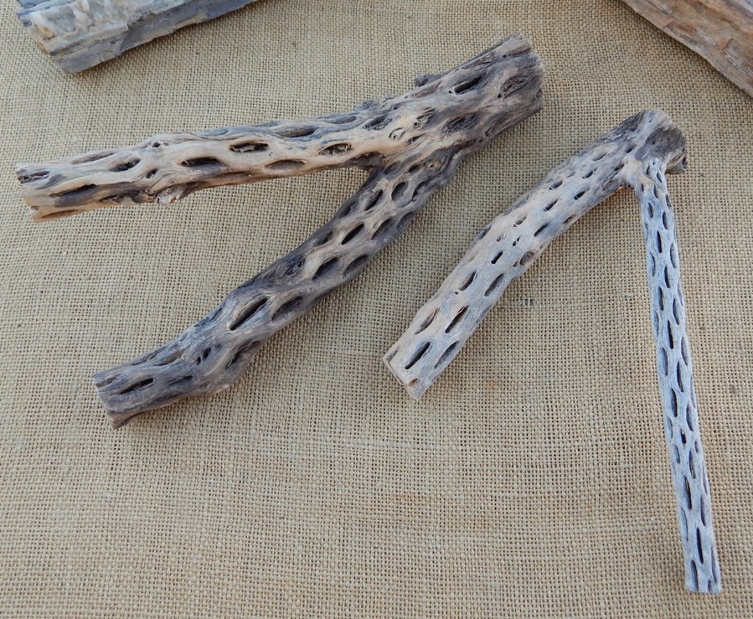 Cholla Cactus Wood / NM Desert Cholla Wood Naturally Aged / 2 Pieces ...