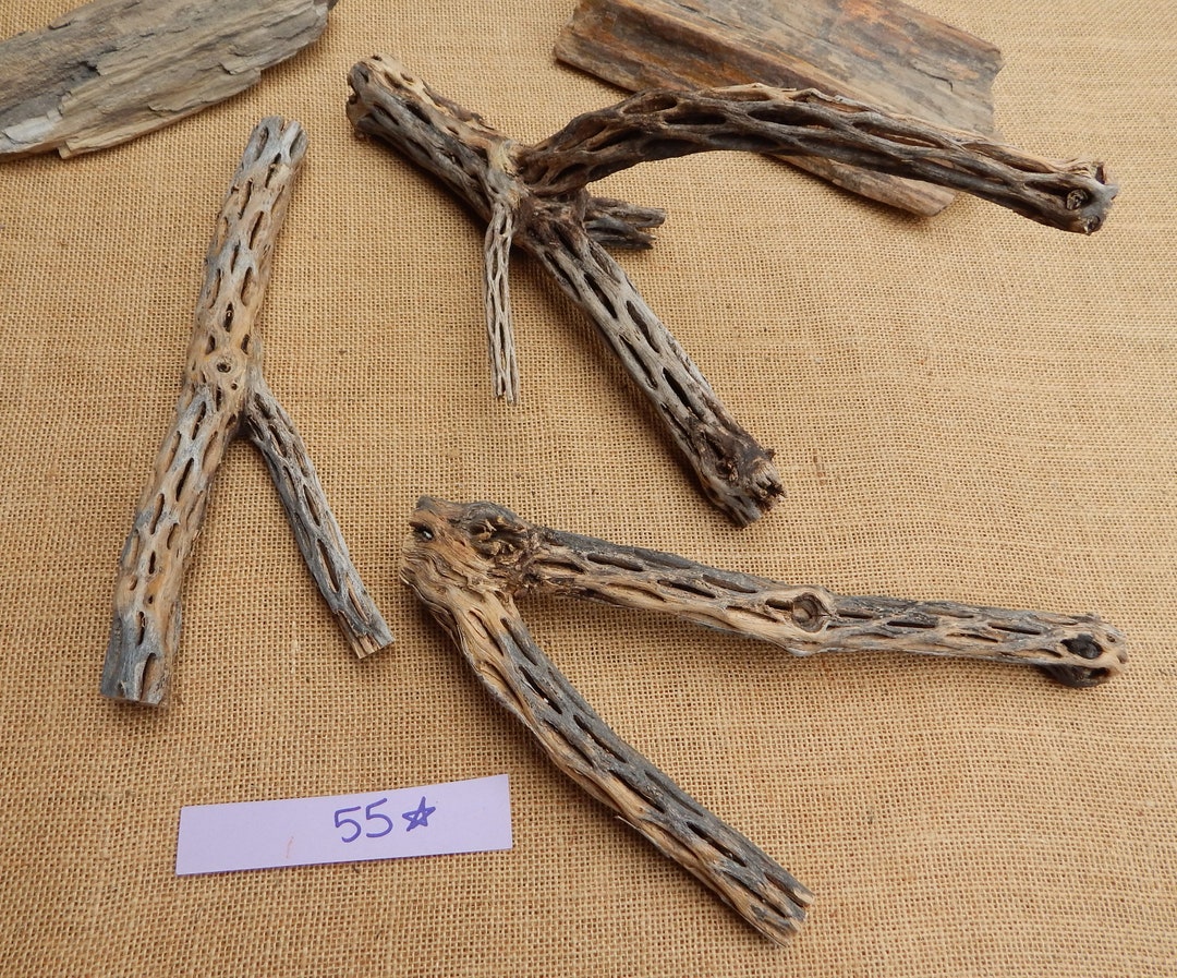 Cholla Cactus Wood / NM Desert Cholla Wood Naturally Aged / 3 Unique ...