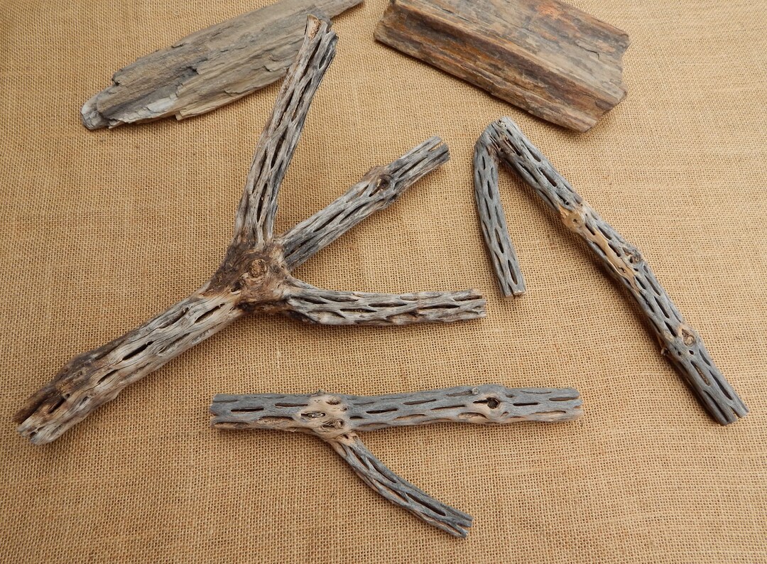 Cholla Cactus Wood / NM Desert Cholla Wood Naturally Aged / 3 Unique ...