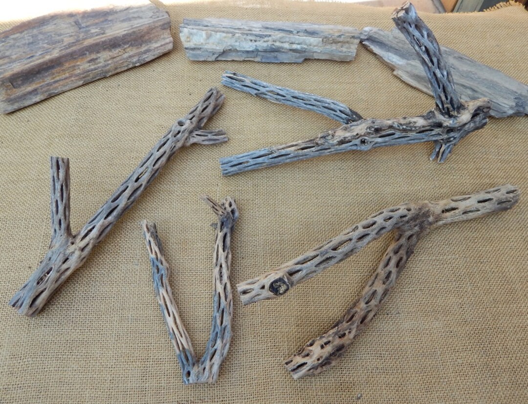 Cholla Cactus Wood / NM Desert Cholla Wood Naturally Aged / 4 Pieces ...