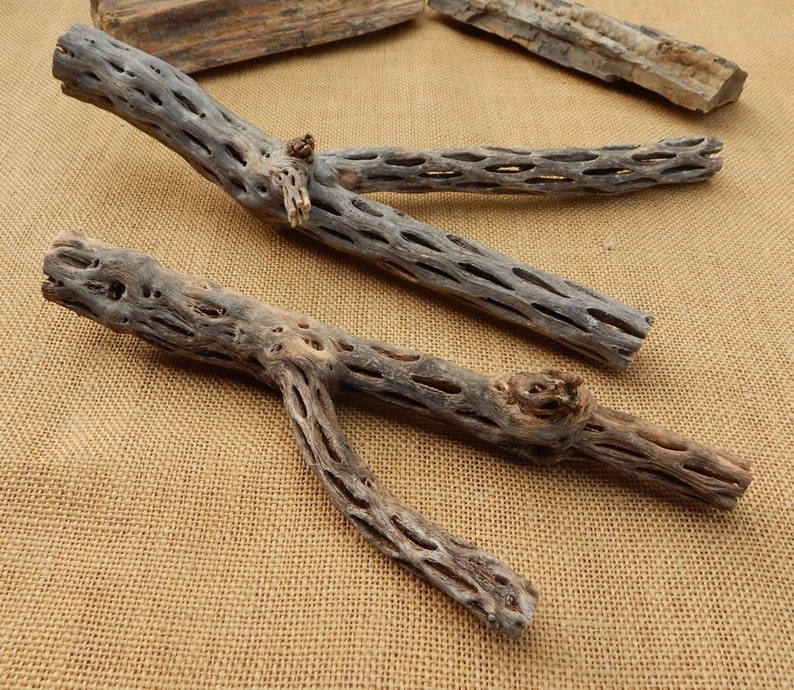 Large Cholla Cactus Wood / NM Desert Cholla Wood Naturally Aged / 2 ...