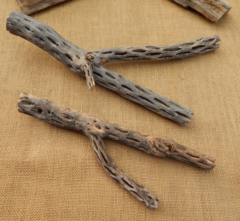 Large Cholla Cactus Wood / NM Desert Cholla Wood Naturally Aged / 2 ...