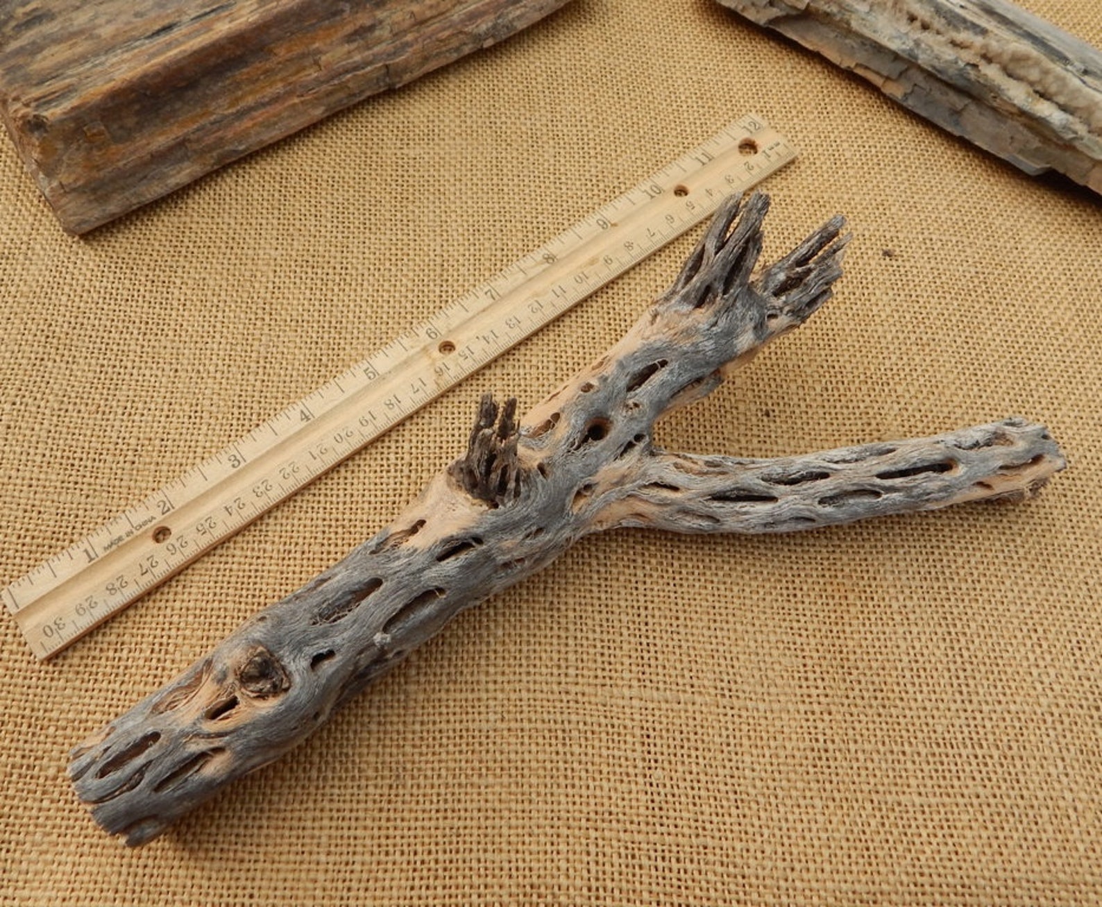 Large Cholla Cactus Wood / NM Desert Cholla Wood Naturally | Etsy