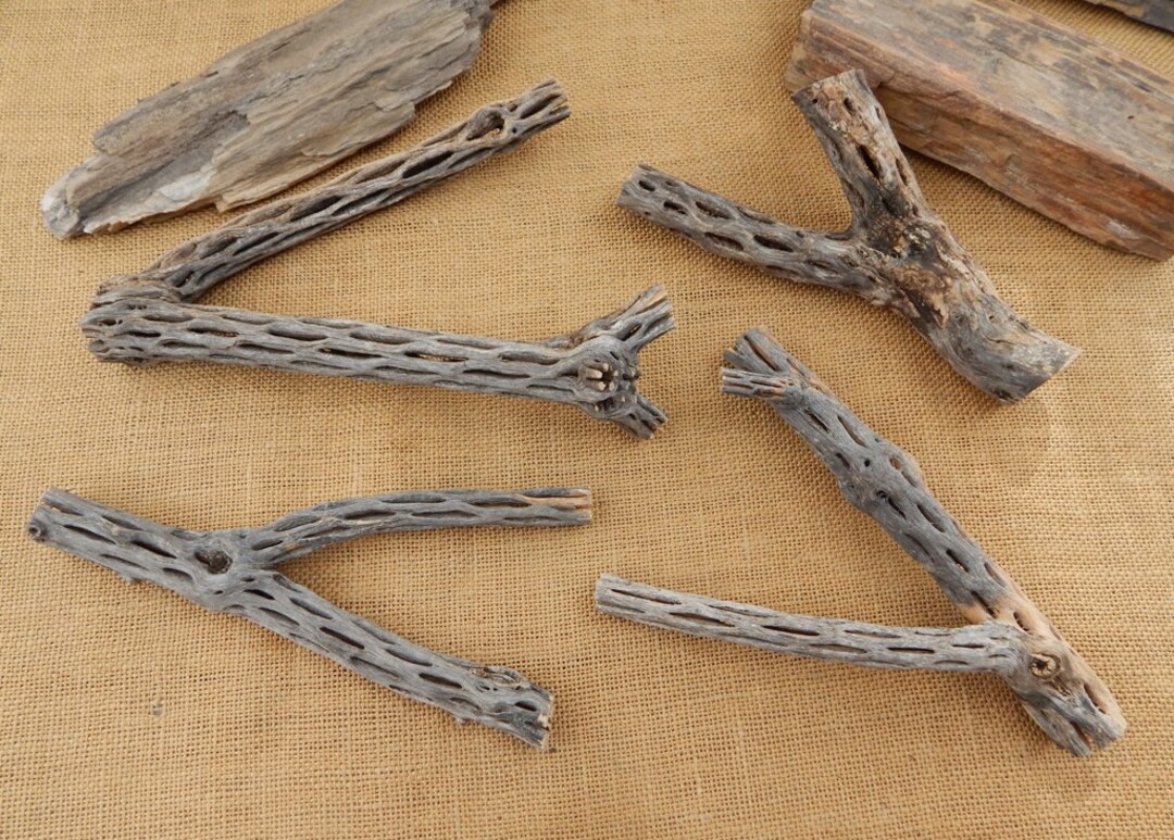 Cholla Cactus Wood / NM Desert Cholla Wood Naturally Aged / 4 Pieces ...