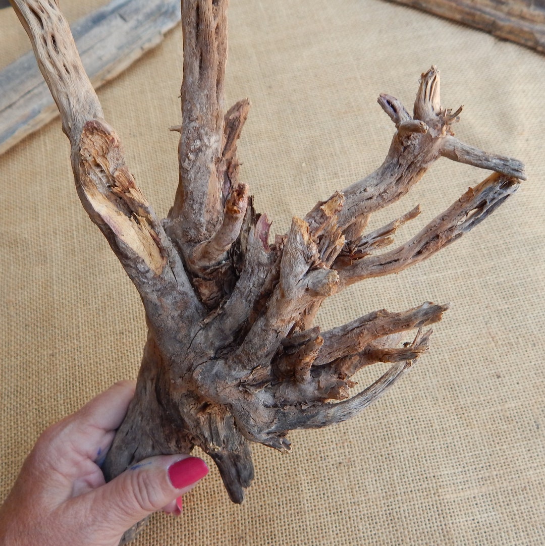 Large Cholla Cactus Wood / NM Desert Cholla Wood Naturally Aged / 2 ...
