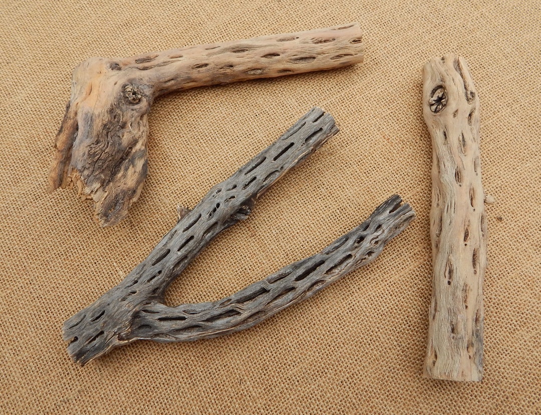 Cholla Cactus Wood / NM Desert Cholla Wood Naturally Aged / 3 Unique ...