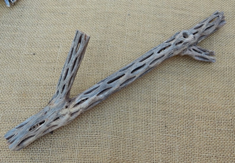 Cholla Cactus Wood / NM Desert Cholla Wood Naturally Aged / 4 - Etsy