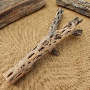 Large Cholla Cactus Wood / NM Desert Cholla Wood Naturally Aged / 2 ...