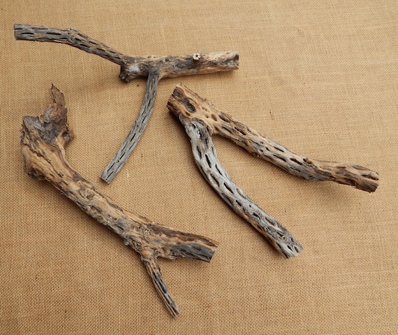 Cholla Cactus Wood / NM Desert Cholla Wood Naturally Aged / 3 - Etsy