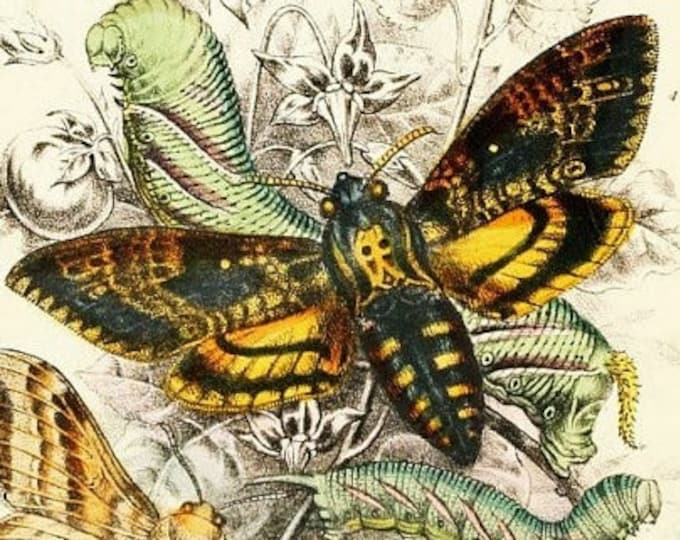 This item is unavailable - Etsy