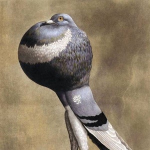 Instant Download Pouter Pigeon Puffed up Pigeon You Print Digital ...