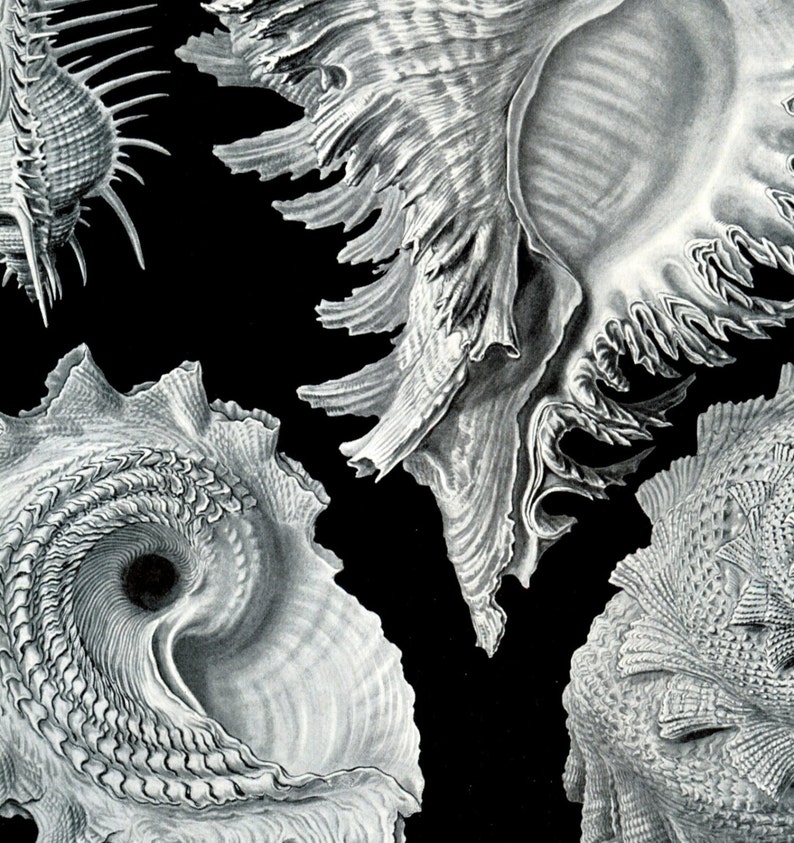 Instant Download Haeckel Prosobranchia Sea Shell Black and White You ...