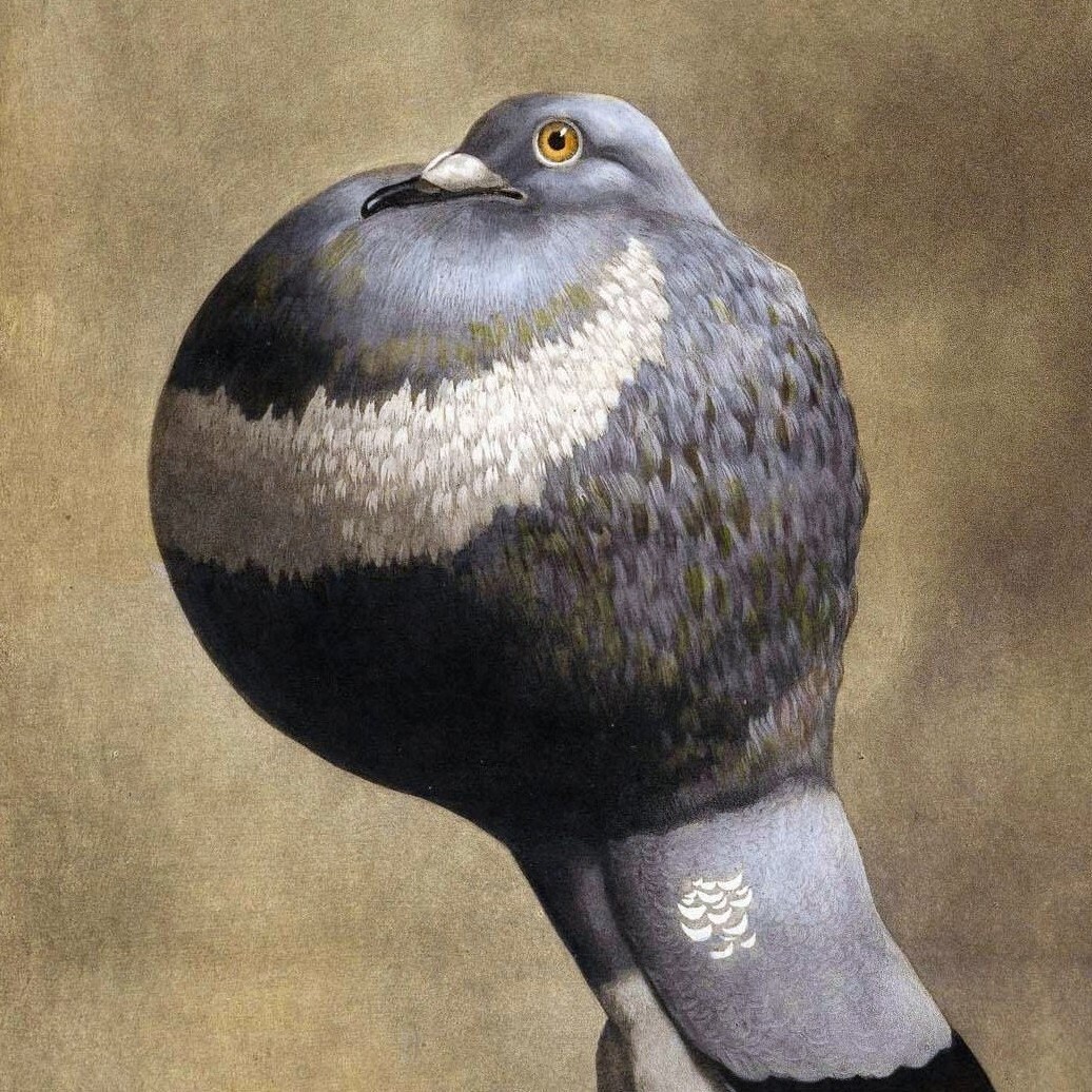 Instant Download Pouter Pigeon Puffed up Pigeon You Print Digital ...