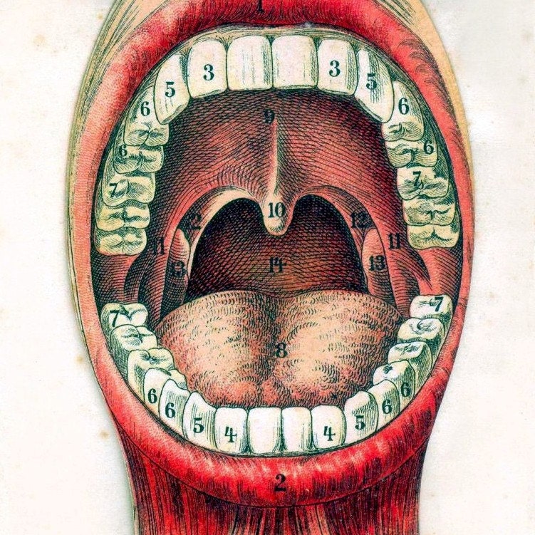 Instant Download Mouth Anatomy You Print Digital Image Prints - Etsy