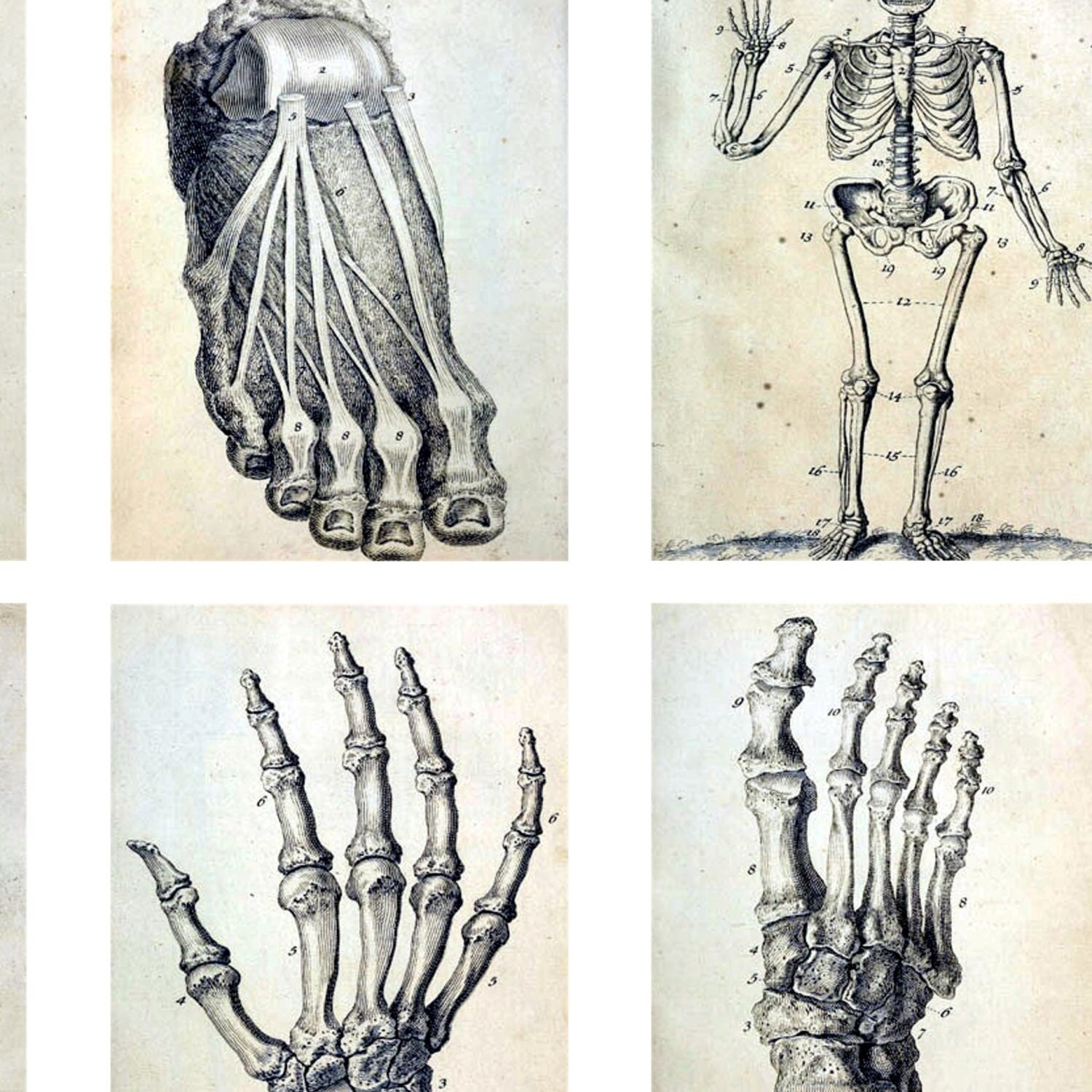 Digital Instant Download ATC Vintage Human Anatomy Bones Creepy Collage ...