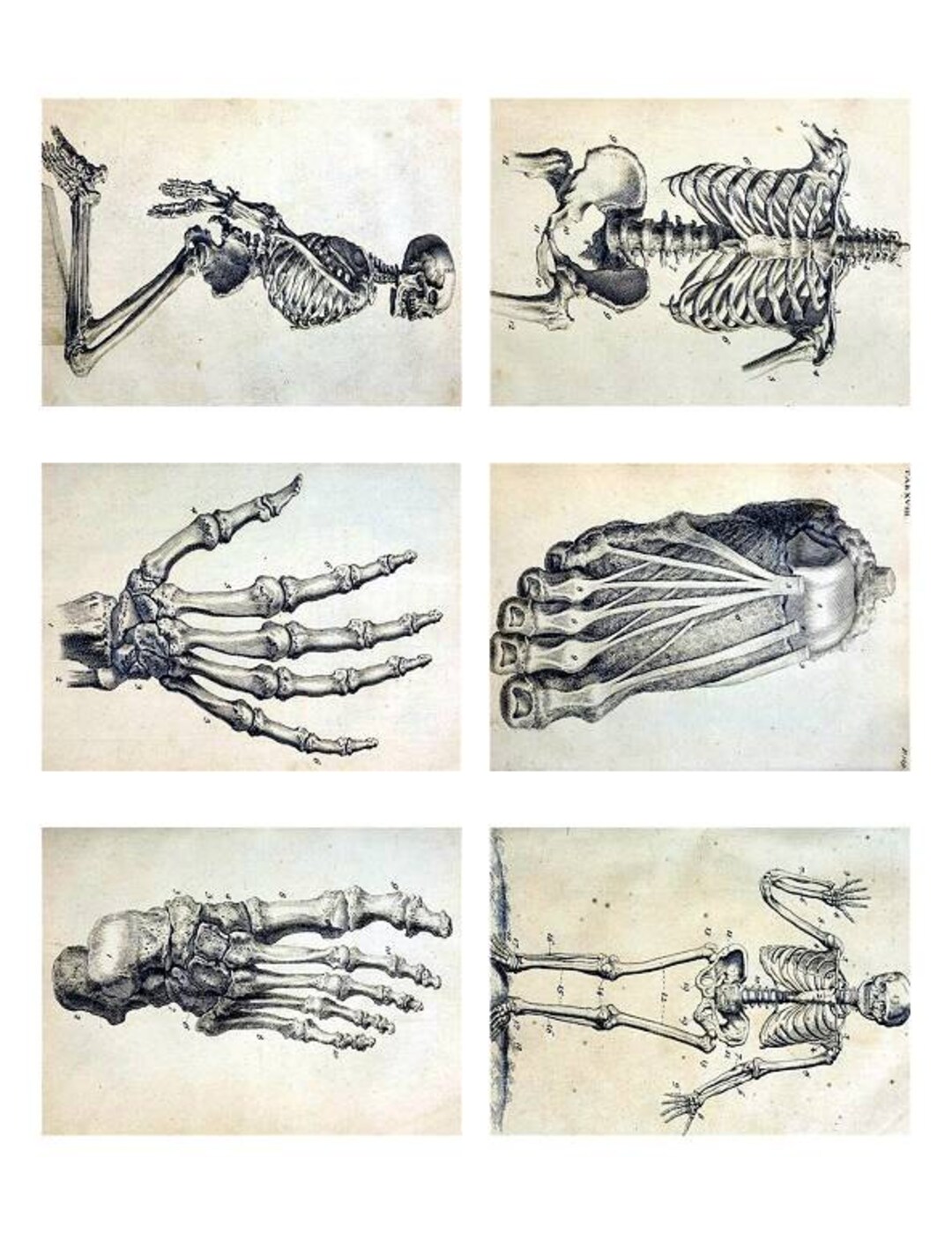 Digital Instant Download ATC Vintage Human Anatomy Bones Creepy Collage ...