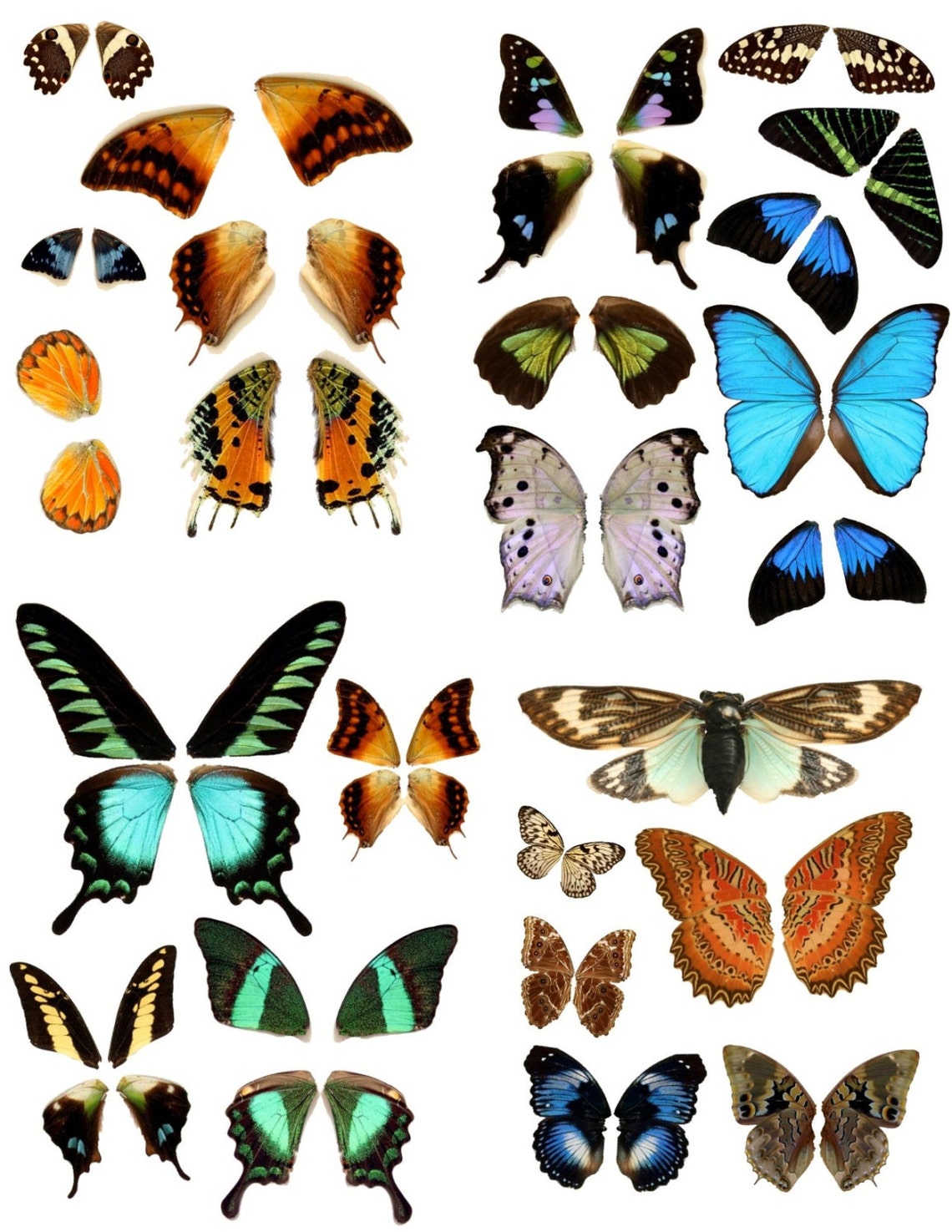 Digital Image Four Pages of Insect Butterfly Wings You Print Digital ...