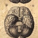 Digital Download Brain Games Brain Anatomy Sepia You Print Digital ...