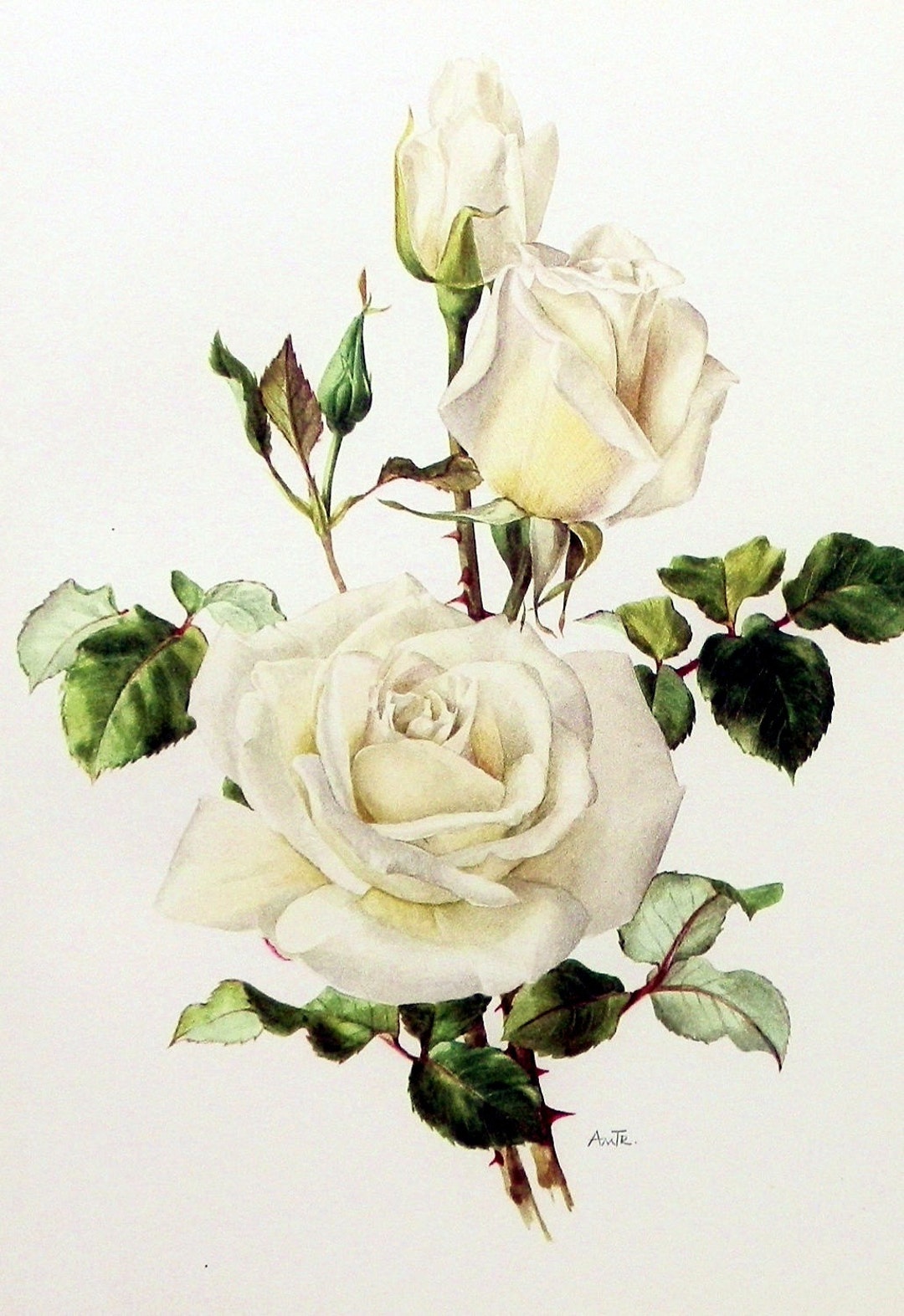 White Rose Blooms Romantic Victorian You Print Digital Image - Etsy