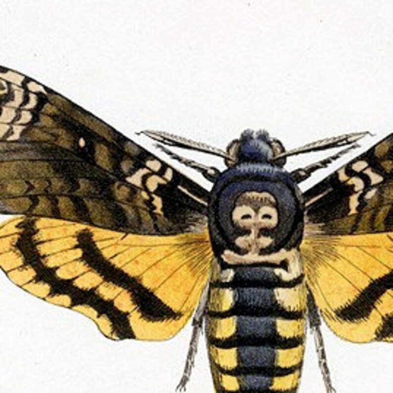 Digital Image Deaths Head Moth, Sphinx , Nerii, Ligustri Moths Three ...