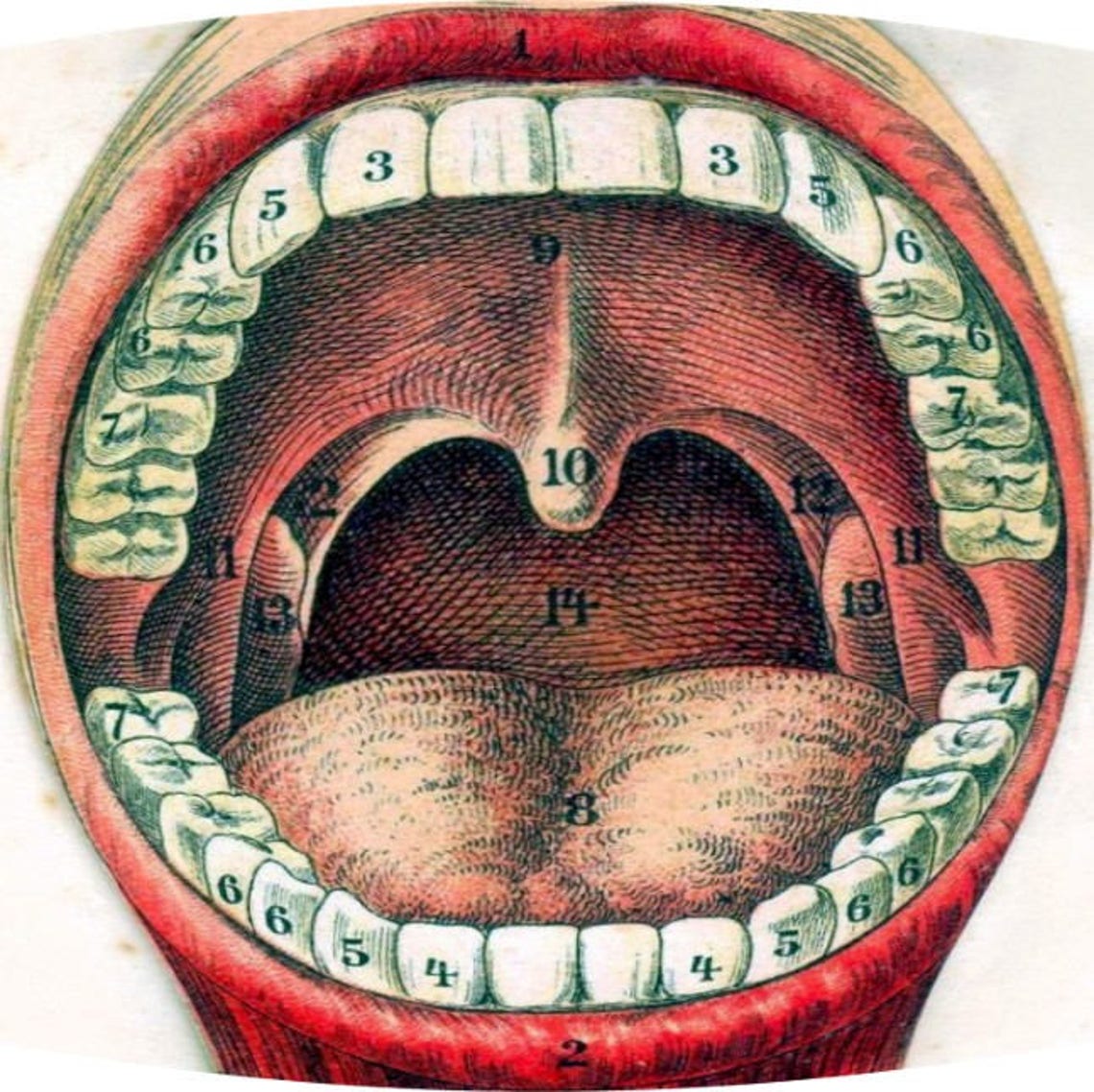 Instant Download Mouth Anatomy You Print Digital Image Prints 5 X 10 ...