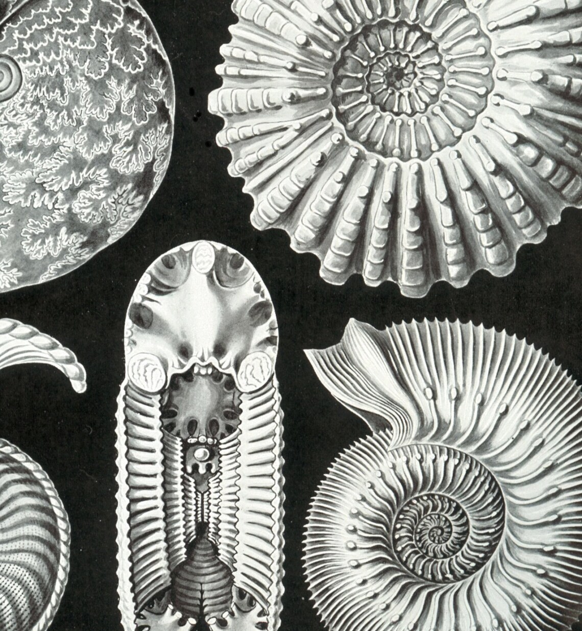 Haeckel Ammonitida Instant Download Shell You Print Digital | Etsy